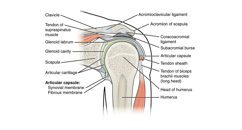 Anatomyexpert Acromioclavicular Joint Structure Detail Anatomy And